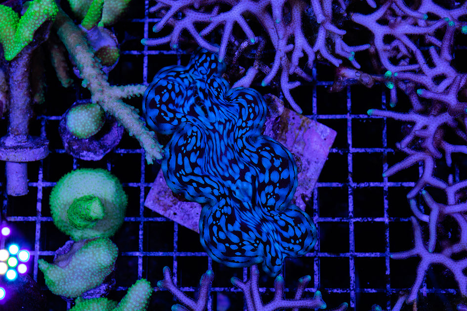 Clams – Reef Systems Coral Farm, Inc.