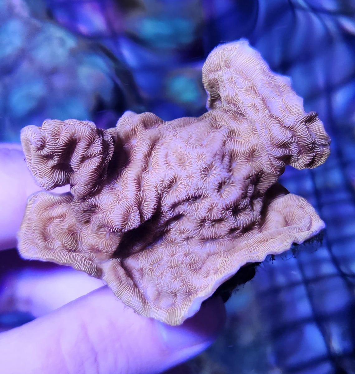 Orange Leptoseris Pavona – Reef Systems Coral Farm, Inc.