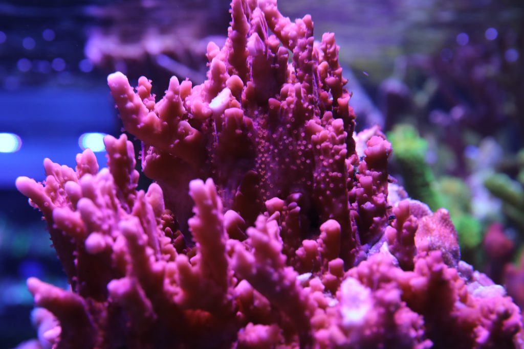Montipora Setosa – Reef Systems Coral Farm, Inc.