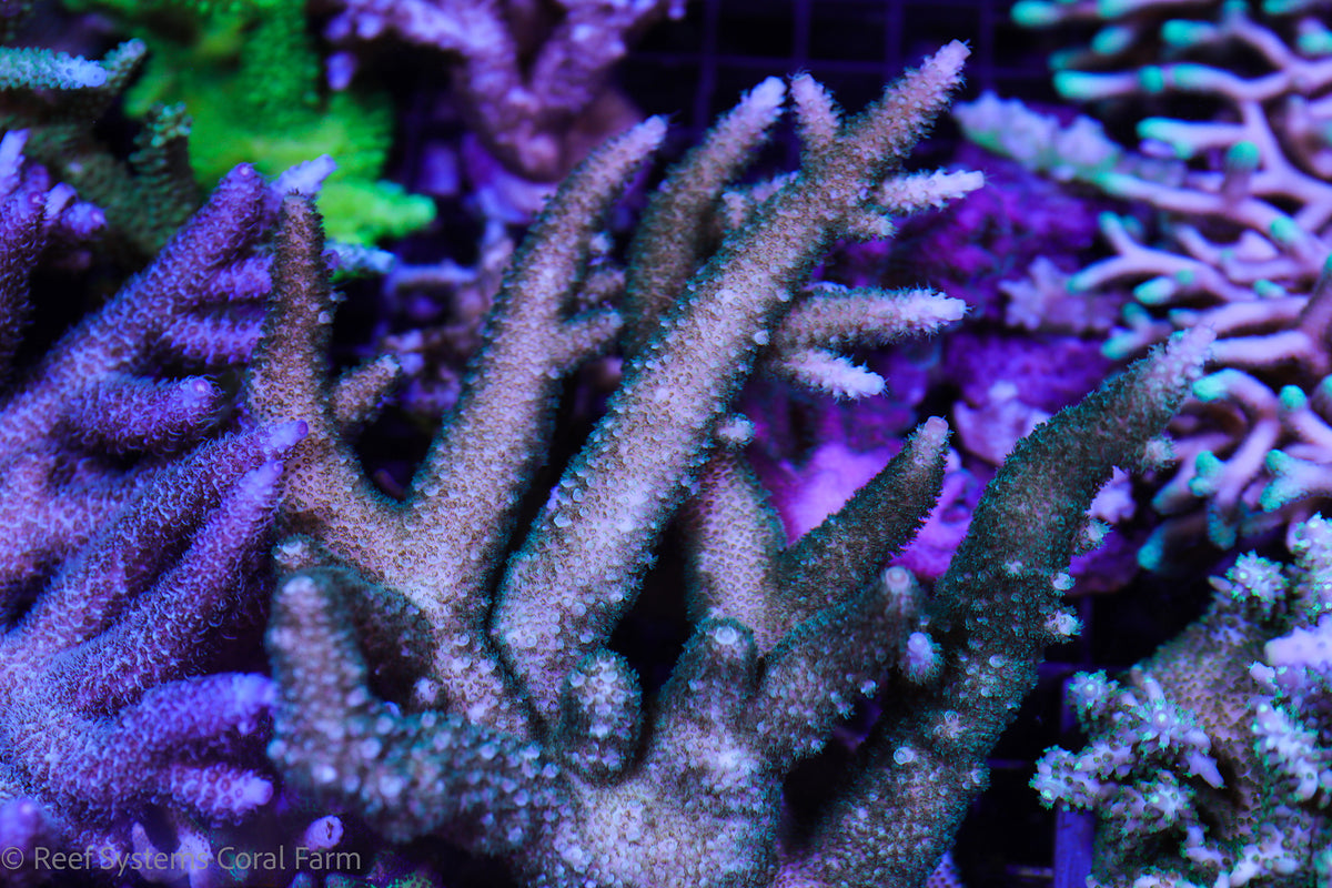 Green Millepora – Reef Systems Coral Farm, Inc.