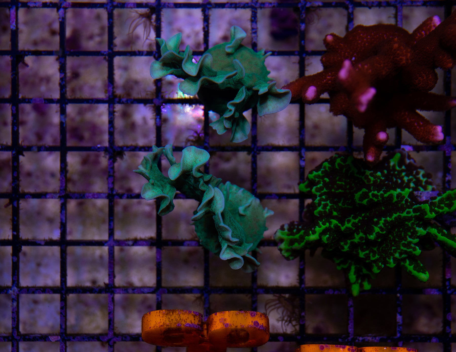 ORA Mint Green Pavona – Reef Systems Coral Farm, Inc.