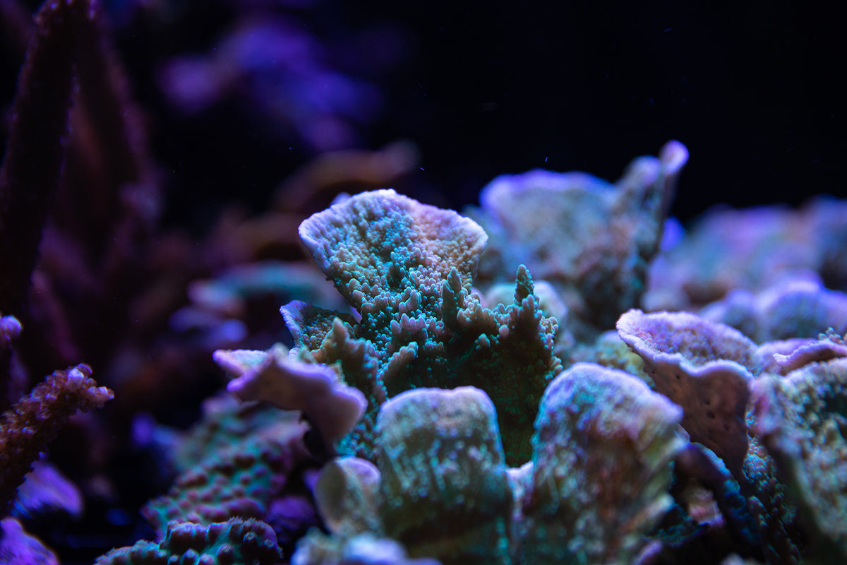 Blue Polyp Montipora Capricornis – Reef Systems Coral Farm, Inc.