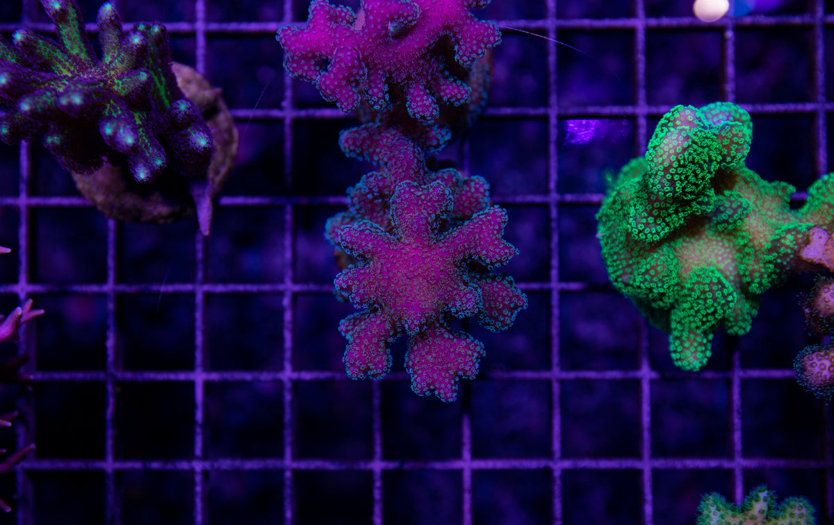 Blue Polyp Stylophora – Reef Systems Coral Farm, Inc.