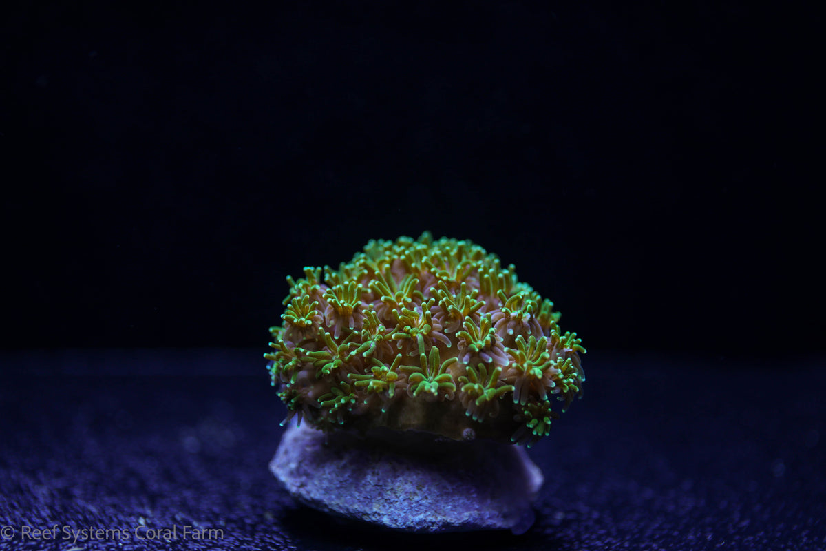 Metallic Green Galaxea – Reef Systems Coral Farm, Inc.