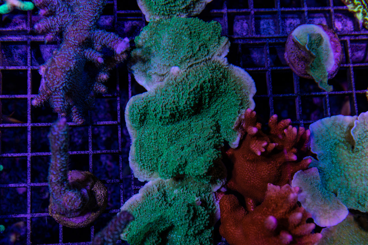 White Polyp Montipora Capricornis – Reef Systems Coral Farm, Inc.