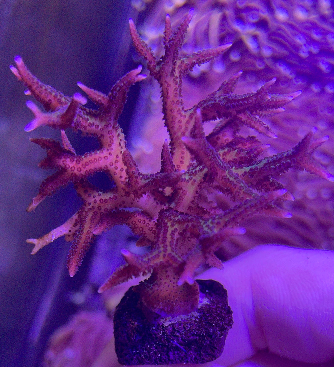 Pink Birdsnest (Hystrix Birdsnest) – Reef Systems Coral Farm, Inc.