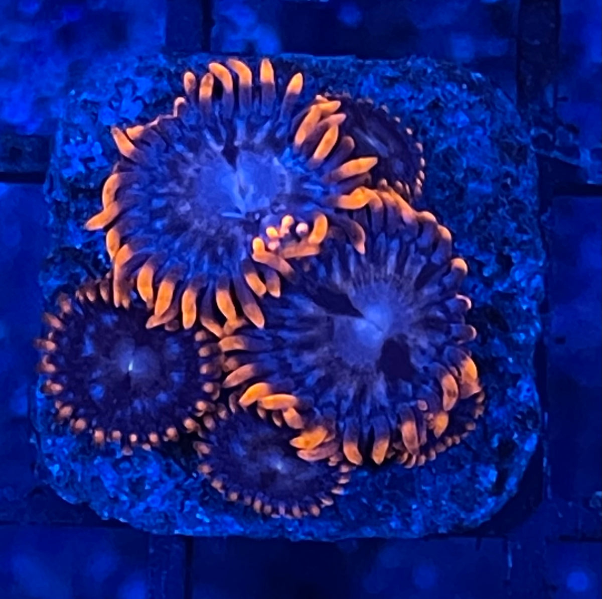 Orange Sunburst Zoas – Reef Systems Coral Farm, Inc.