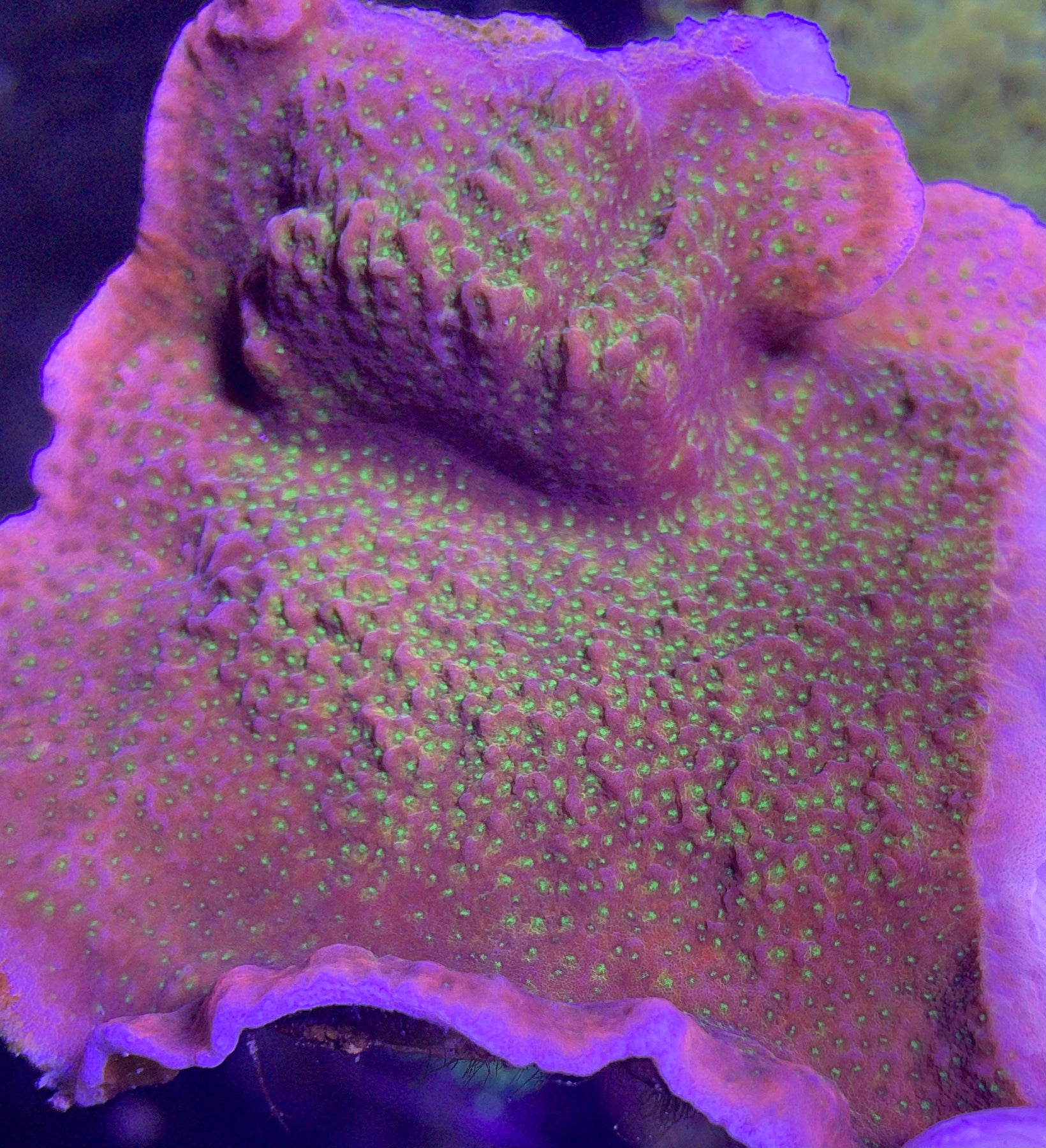 Sunset Montipora – Reef Systems Coral Farm, Inc.