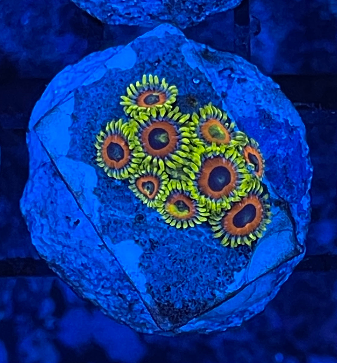 Eagle Eye zoas – Reef Systems Coral Farm, Inc.